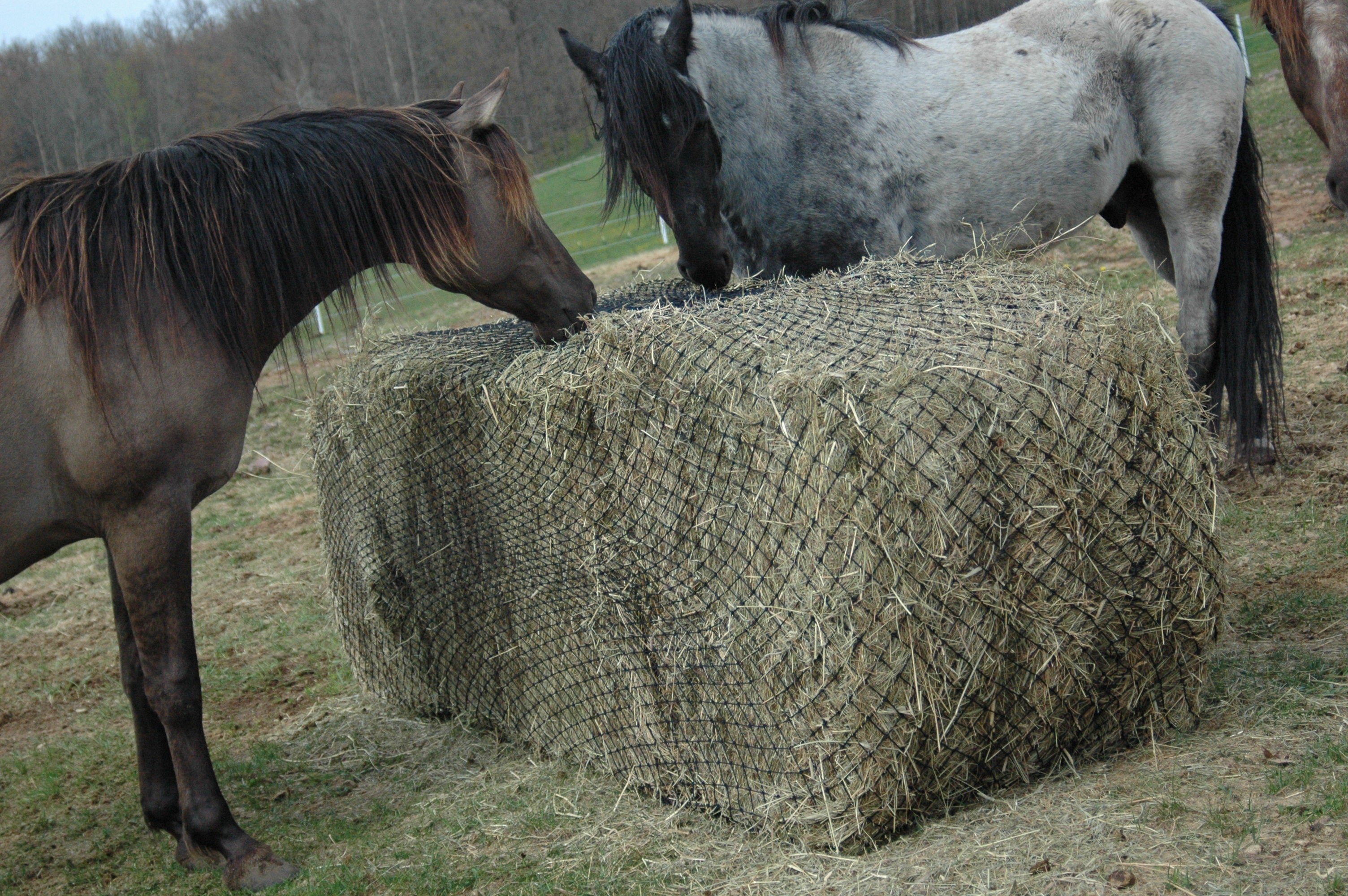 Hay Chix® Large Bale Net - 6'